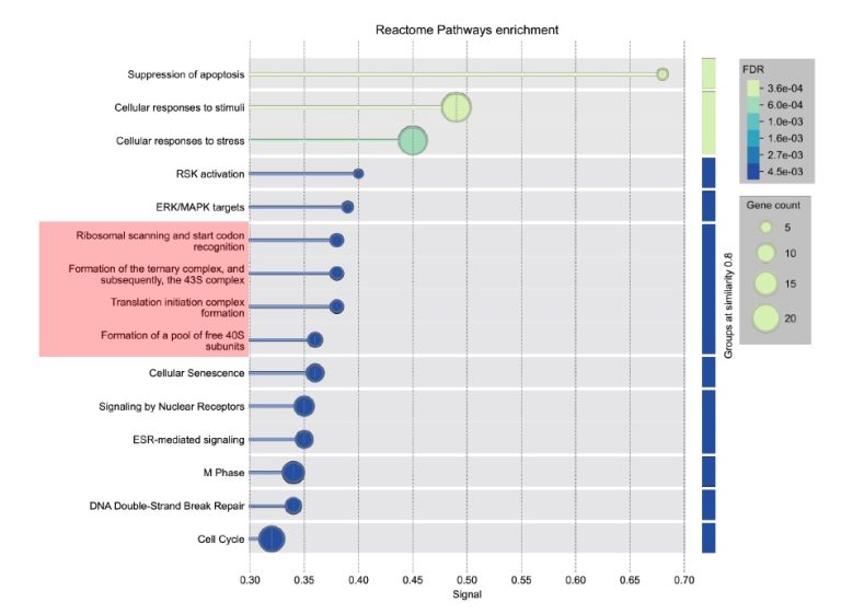 Investigating the role of protein synthesis in DNA repair and radiation ...